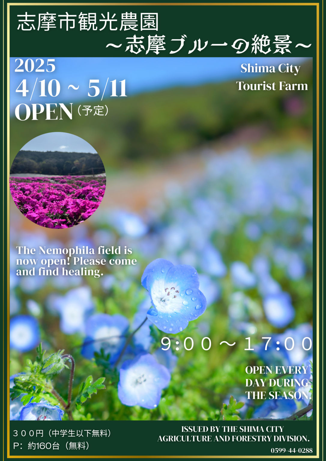 Némophile et rose mousse en fleurs [Ferme touristique de la ville de ...